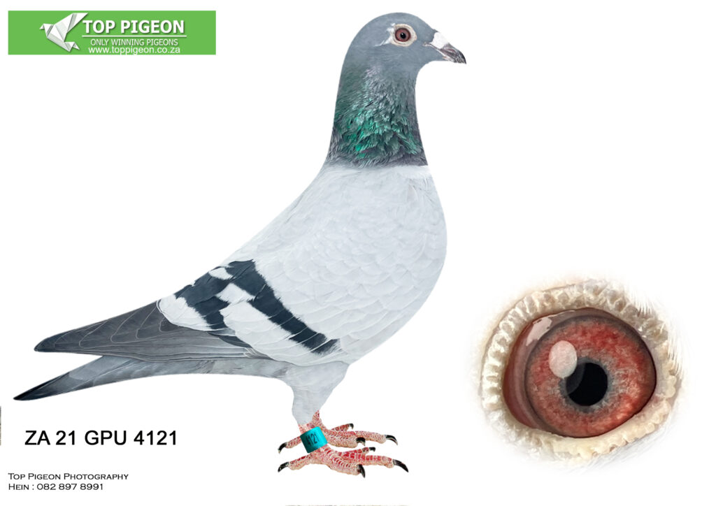 .LOT 2 WILLIE ENGELBRECHT – ARNO’S RACERS AUCTION 2 – ZA 21 GPU 4121 ...