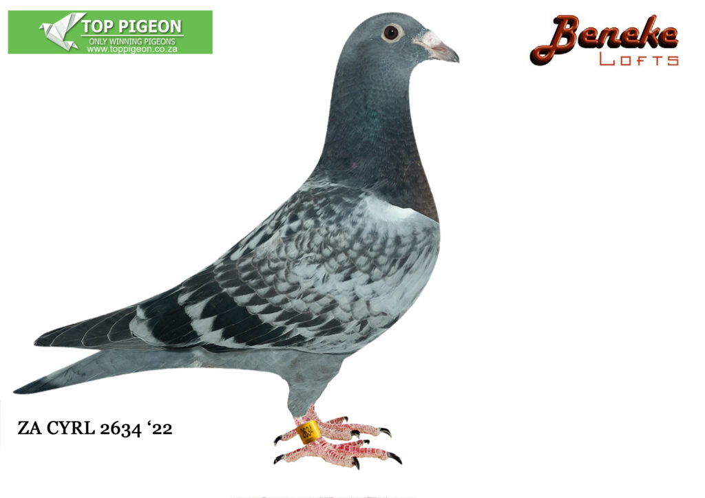 .LOT 1 BENEKE LOFTS ZA CYRL 2634-22 – SIRE : 9782 TRPF 19 BLACK PANTHER X HEIN “Black Panther ...