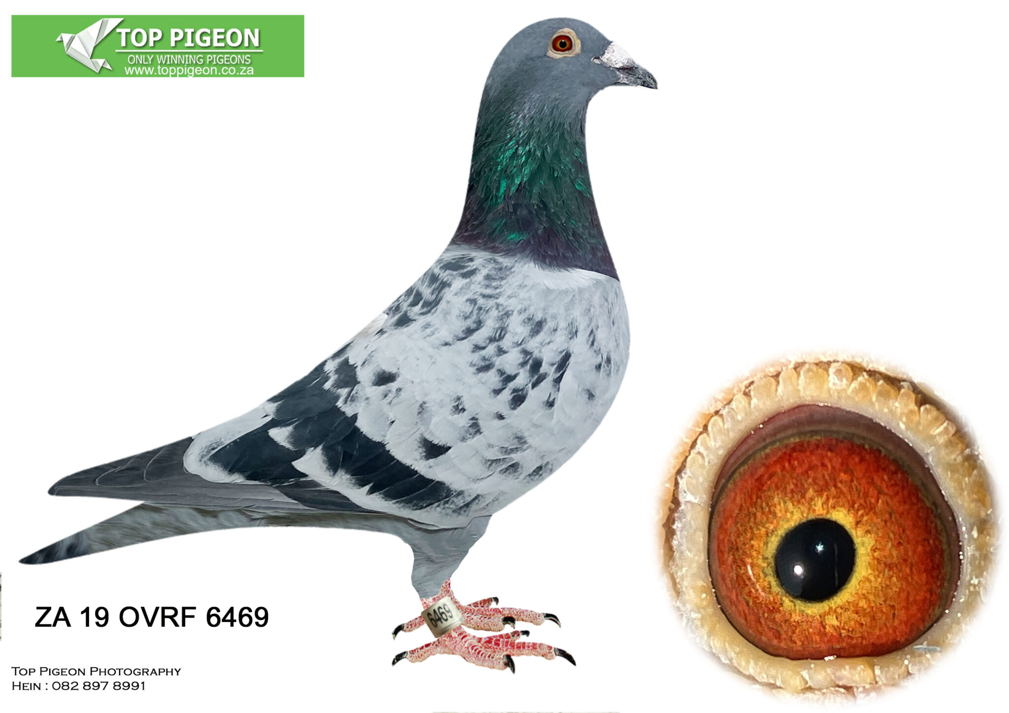 .LOT 6 FAMOUS BLUE LOFTS / FRANS HERBST – ZA 19 OVRF 6469 CH COCK ...