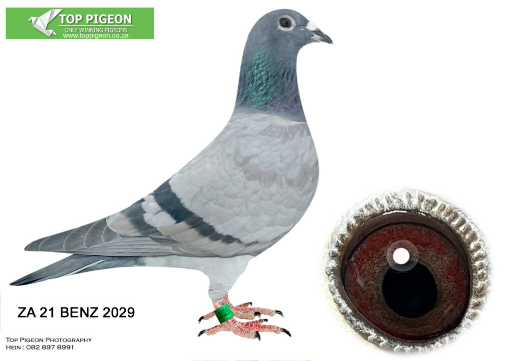 THIS IS A MOTHER WITH HER 2 DAUGHTERS – Lot 1 Ferdie Coetzer ZA PSWU 10315-13 BBAR HEN ...