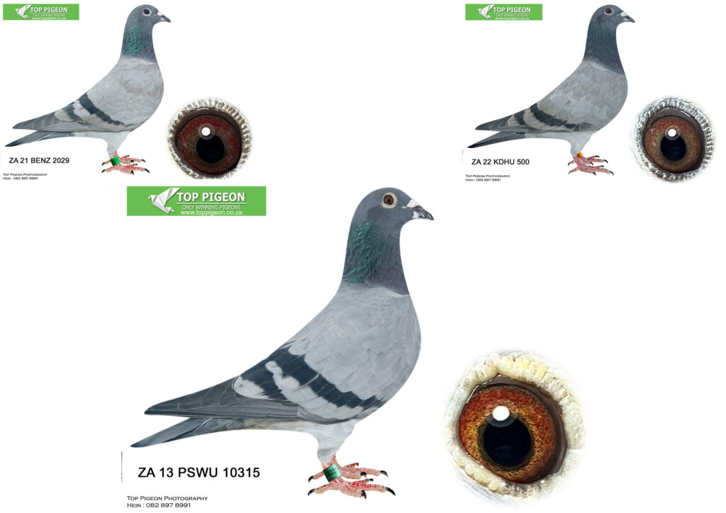 THIS IS A MOTHER WITH HER 2 DAUGHTERS – Lot 1 Ferdie Coetzer ZA PSWU 10315-13 BBAR HEN ...