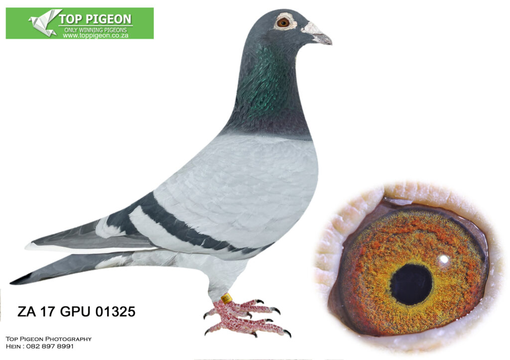 LOT 18 BENEKE LOFTS 1 – ZA 17 GPU 01325 BBAR COCK – FLEW 2ND ALBERTON CLUB , 5TH DIV , 14TH GPU ...