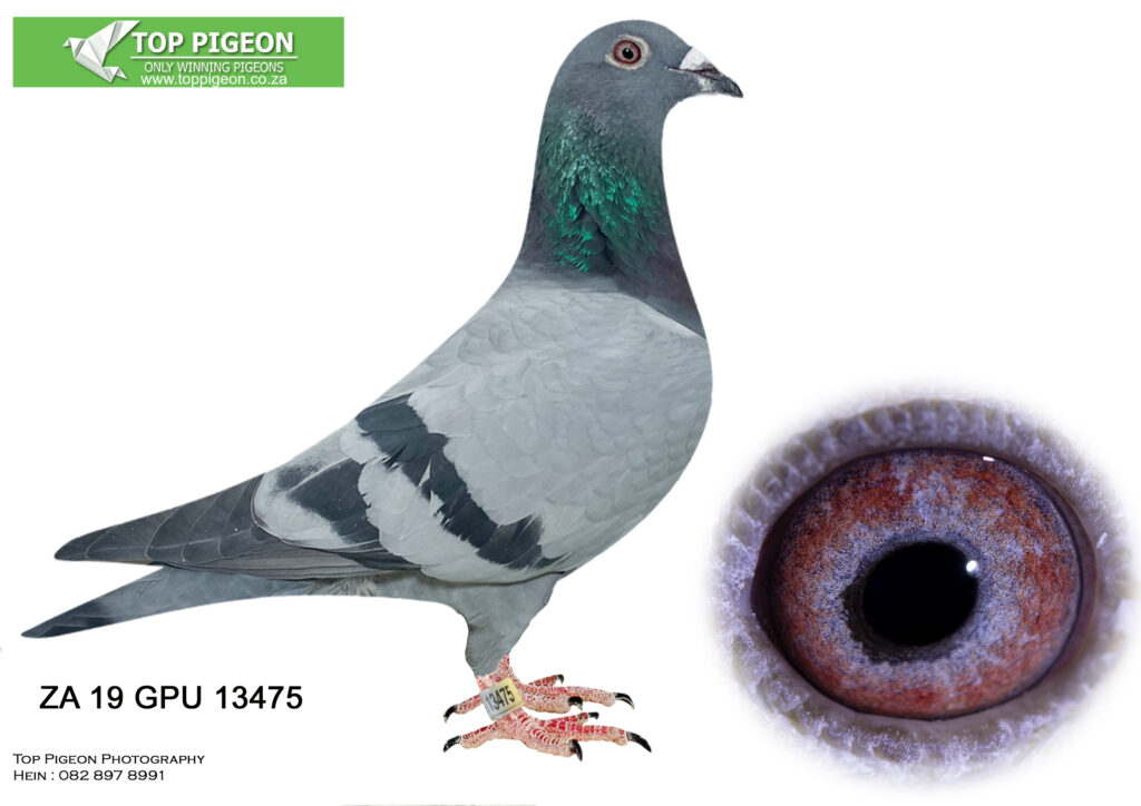 .Lot 9 Billy Kitchenbrand Auction 2 ZA 19 GPU 13475 BB H – This hen is a half sister of “THE ...