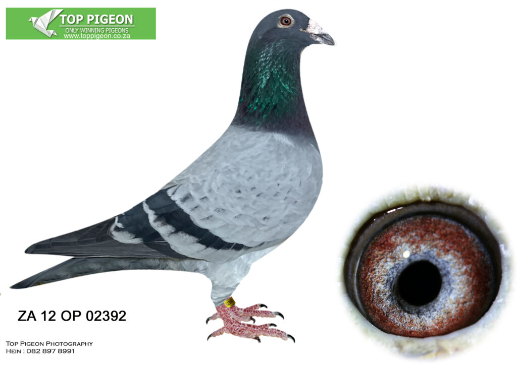 Lot 38F Toppigeon Local/International Auction 3 ZA 12 OP 02392 BB C ...