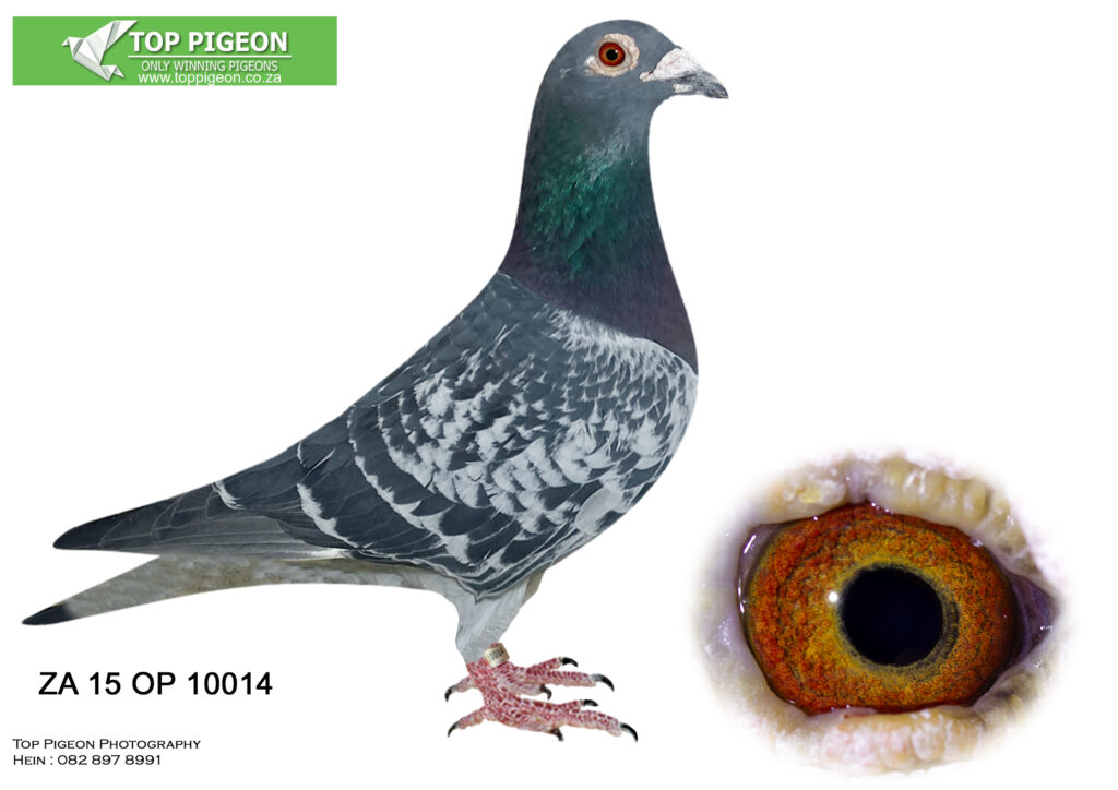 .LOT 2 TOP PIGEON BARGAIN BOX AUCTION ZA 15 OP 10014 BC C(BRED BY NIEL CHALMERS)———Sire:ZA OP ...