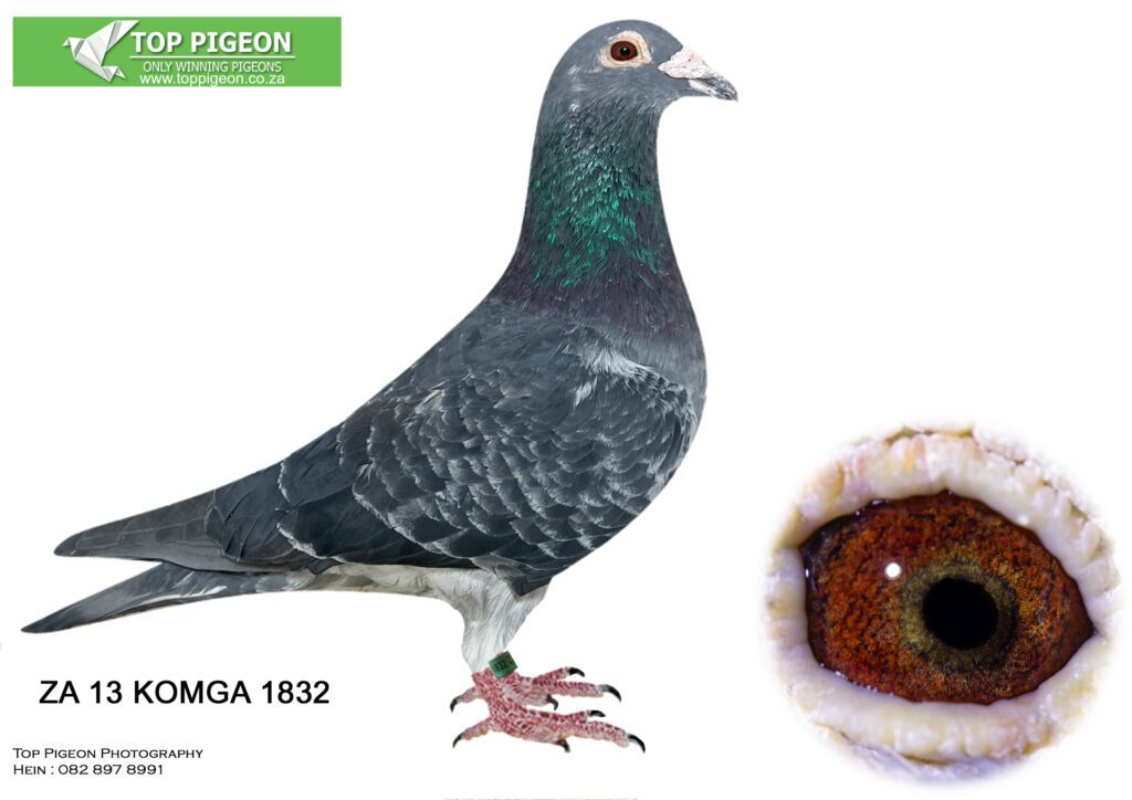 .Lot 5 Toppigeon Local/International Auction 1 ZA 13 KOMGA 1832 BC C(BRED BY NIEL CHALMERS ...