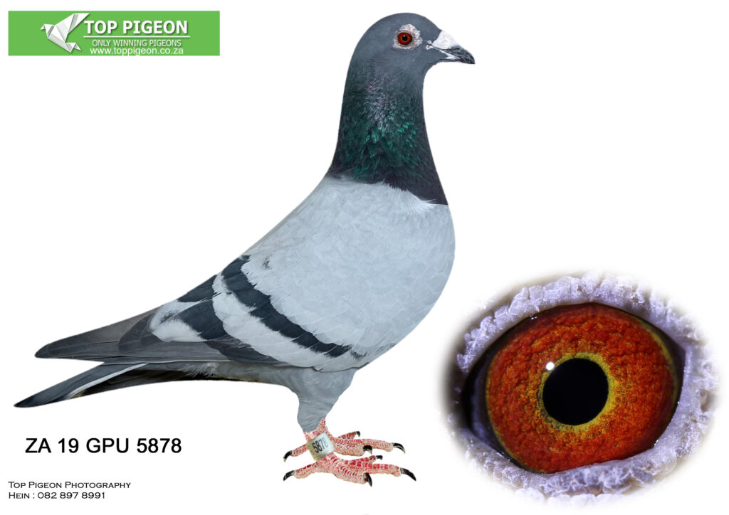 Lot 38A Toppigeon Local/International Auction 3 ZA 19 GPU 5878 BB C Famous “BIRDY” Bloodline ...