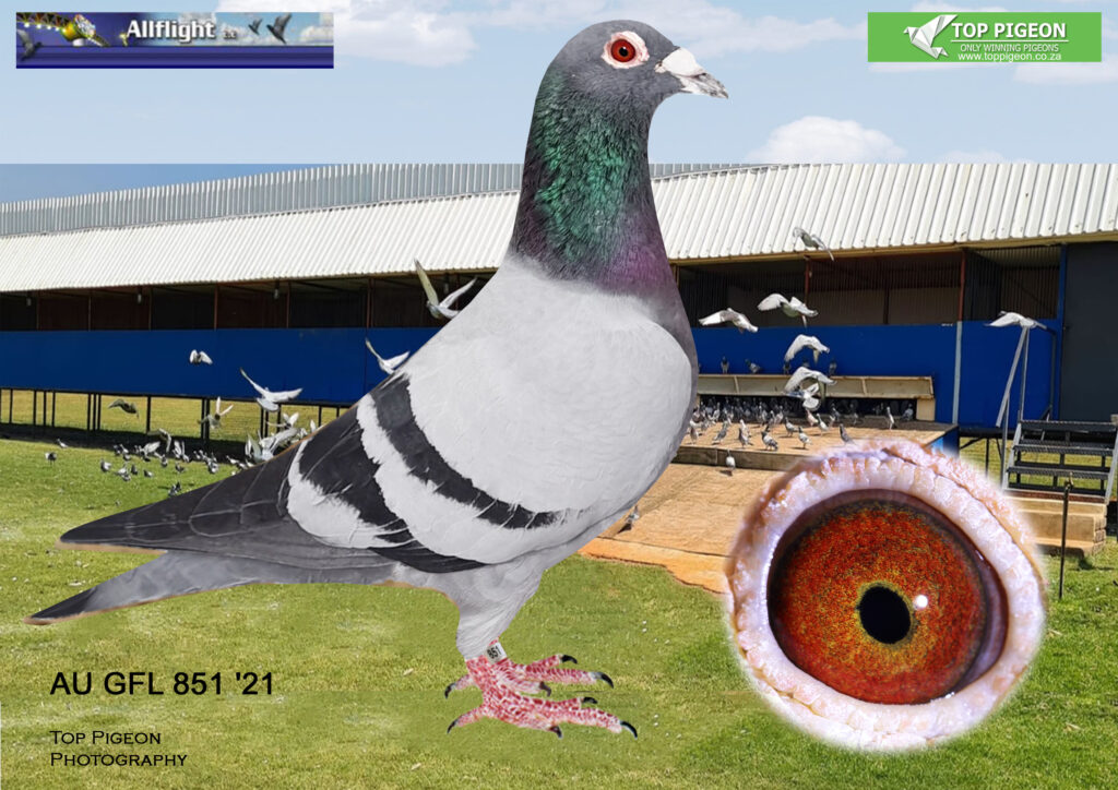 .Lot 5 Carnival All Flight Pre-Bidding MIKE GANUS – AU GFL 21 851 H ...