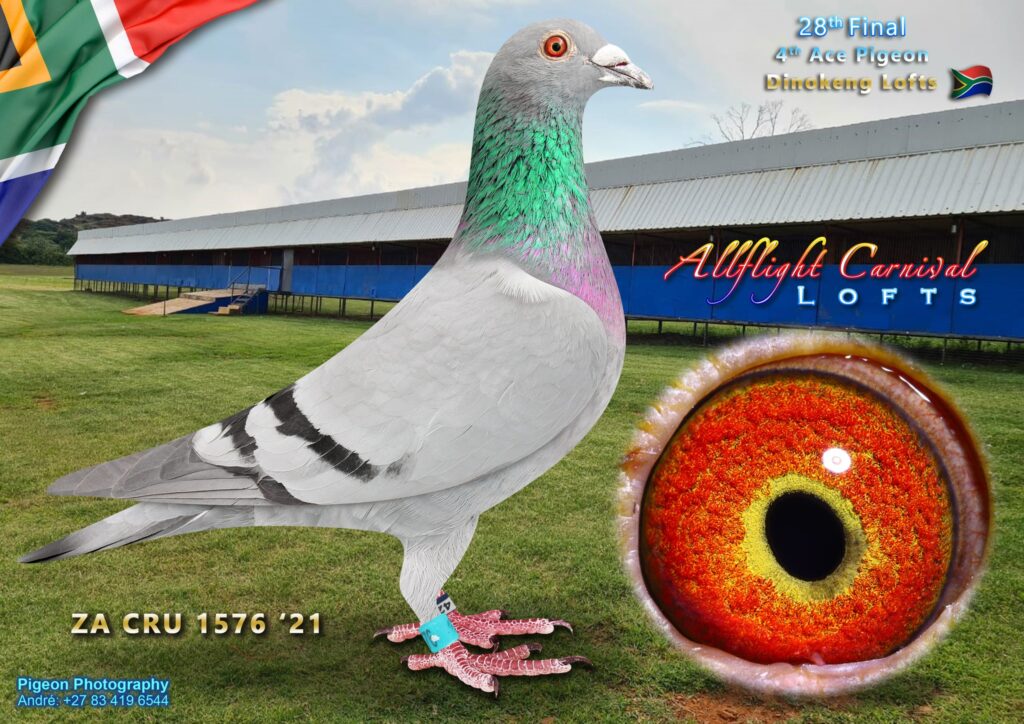 LOT 23 WOMANS DAY AUCTION-ZA 18 GPU 9647 (BRED BY KITCHENBRAND LOFTS) – SIRE: 24315 ZA 13 TRPF-D ...