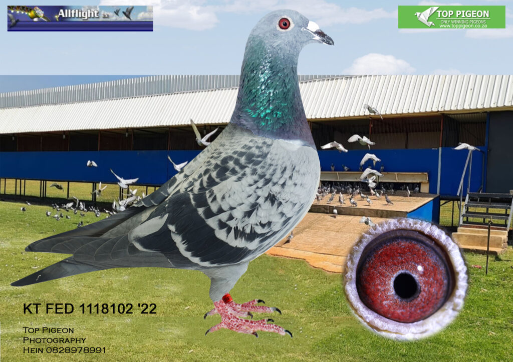 Lot 10 Carnival All Flight Pre-Bidding Eid Alamer – KT FED 22 1118102 H ...