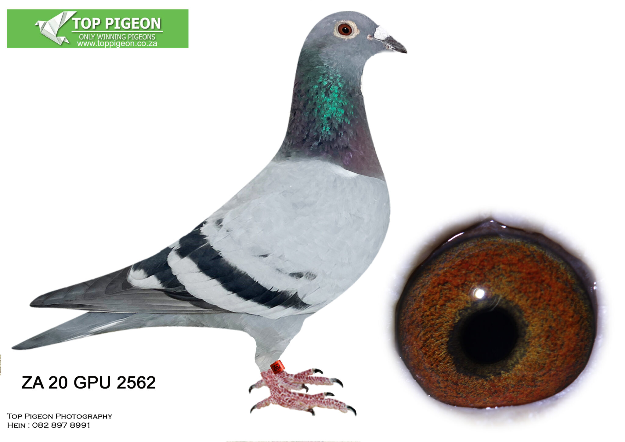 .Lot 9 Arno’s Racers Dispersal Sale Auction 1–2562 GPU 20 BB H——2ND ...