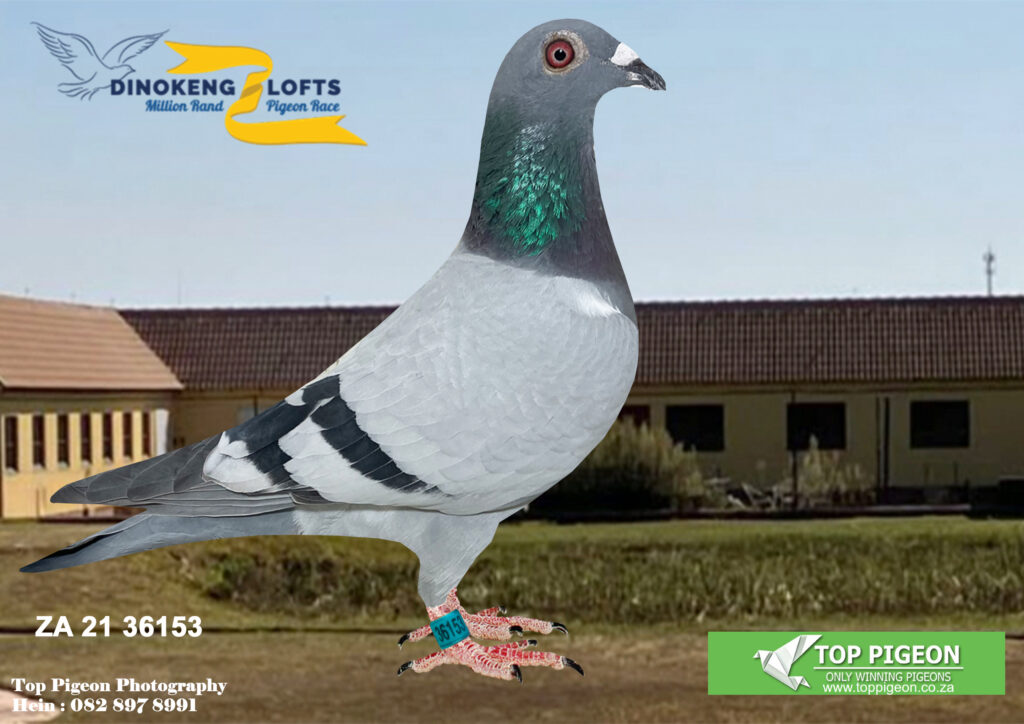 Lot 33 Dinokeng Pre-Bidding-Phala Phala Lofts- ZA 21 36153 BB H – 88TH ...