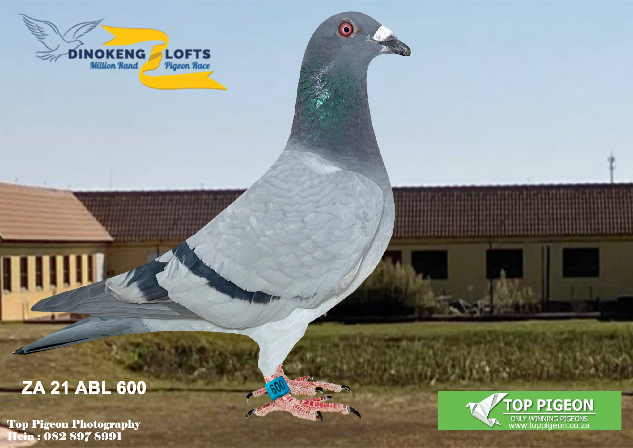 Lot 40 Dinokeng Pre-Bidding-Alwyn Bester-ZA ABL 21 600 BB H – 4th FINAL ...