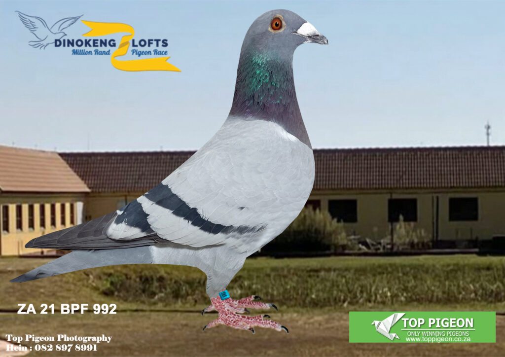 Lot 10 Dinokeng Pre-Bidding-JJJ VD Linde & DJ Scholtz-ZA BPF 21 992 BB ...