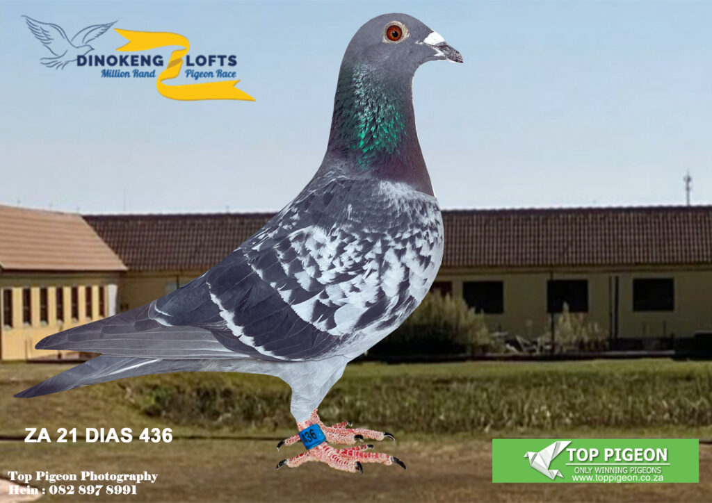 .LOT 9 SUPER SUNDAY – ZA DIAS 21 436 BC C – “Mystical Lady” 2 9th ACE Pigeon 37th Final Race ...