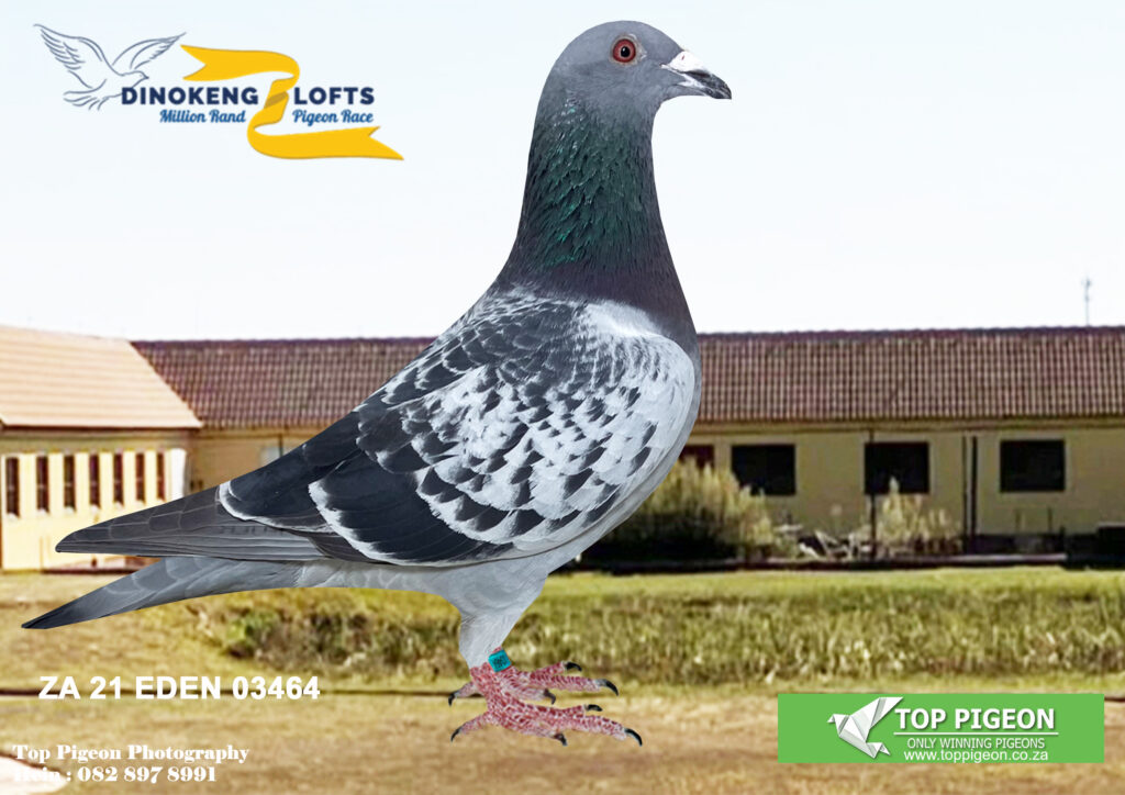 Lot 26 Dinokeng Pre-Bidding-Patrick Manuel-ZA EDEN 21 03464 BC H ...