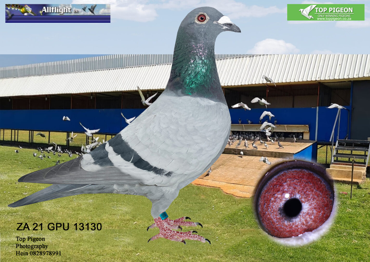 Lot 25 Carnival All Flight Pre-Bidding Ronnie Huebsch & Andre Reynders ...