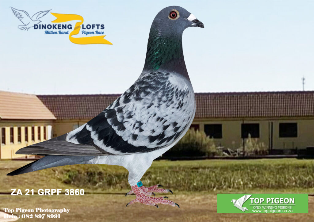 Lot 37 Dinokeng Pre-Bidding-Fred Brough-ZA GRPF 21 3860 BC H – 117TH ...