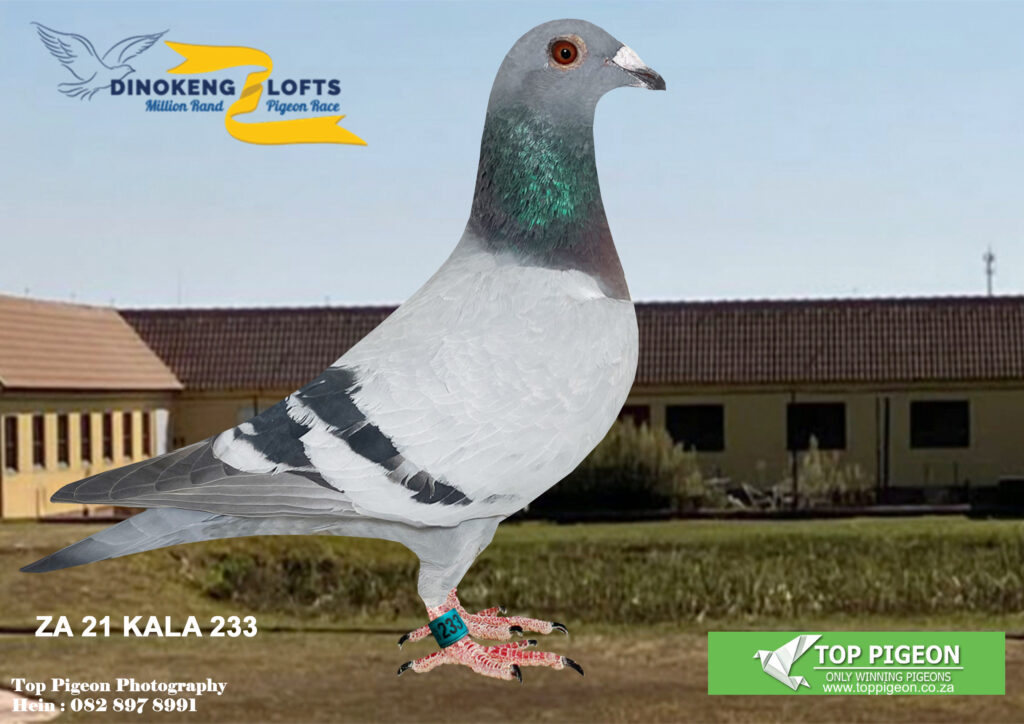 Lot 24 Dinokeng Pre-Bidding-Kalahari Loots- ZA KALA 21 233 BB H – 144TH MAIN RACE SEE RESULTS ...