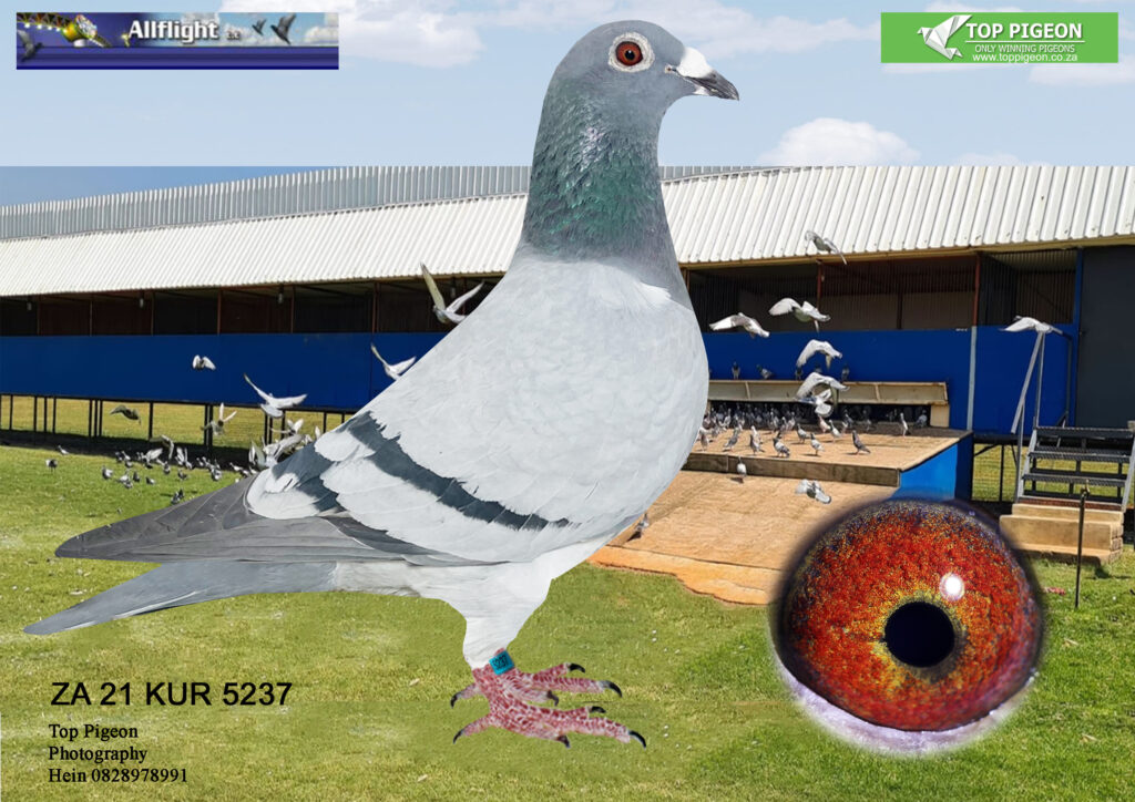 Lot 45 Carnival All Flight Pre-Bidding Amston Hokke ZA KUR 21 5237 H ...