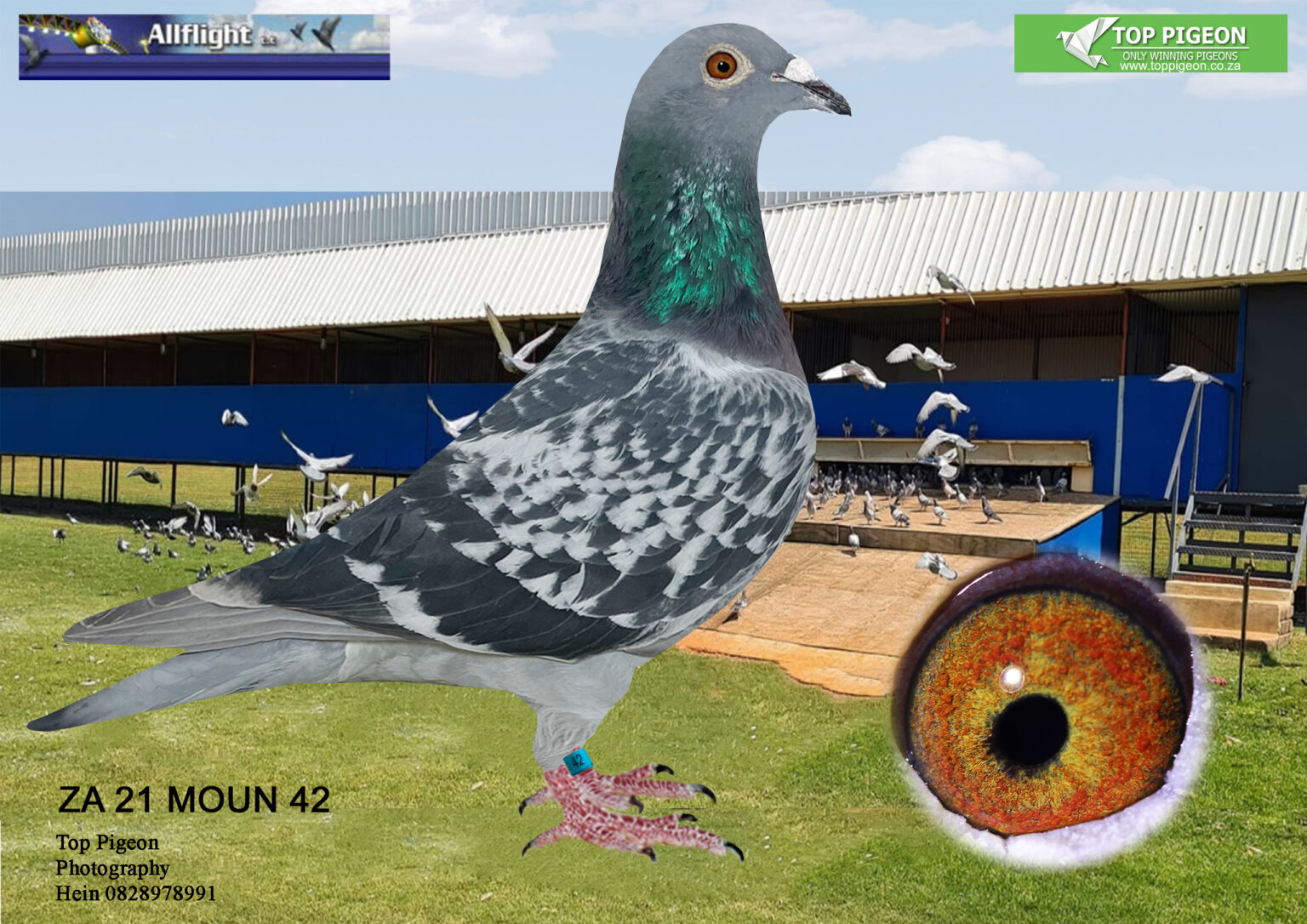 Lot 23 Carnival All Flight Pre-Bidding Mountain Lofts ZA MOUN 21 42 H ...