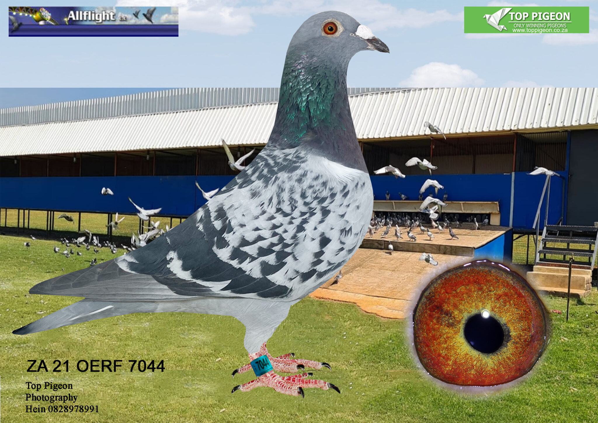 .Lot 8 Carnival All Flight Pre-Bidding Wedderburn & Croft – ZA OERF 21 ...