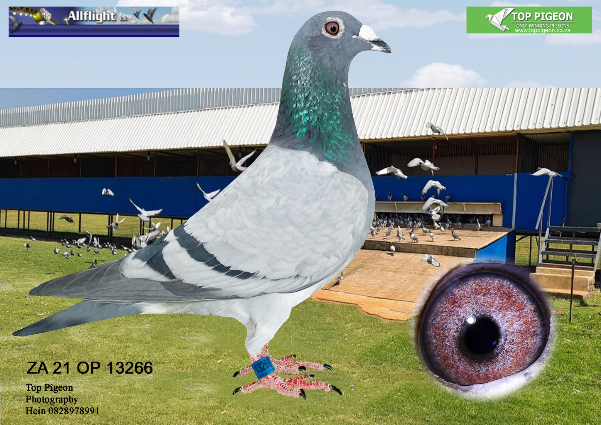 Lot 15 Carnival All Flight Pre-Bidding Lamprecht Anthony ZA OP 21 13266 ...