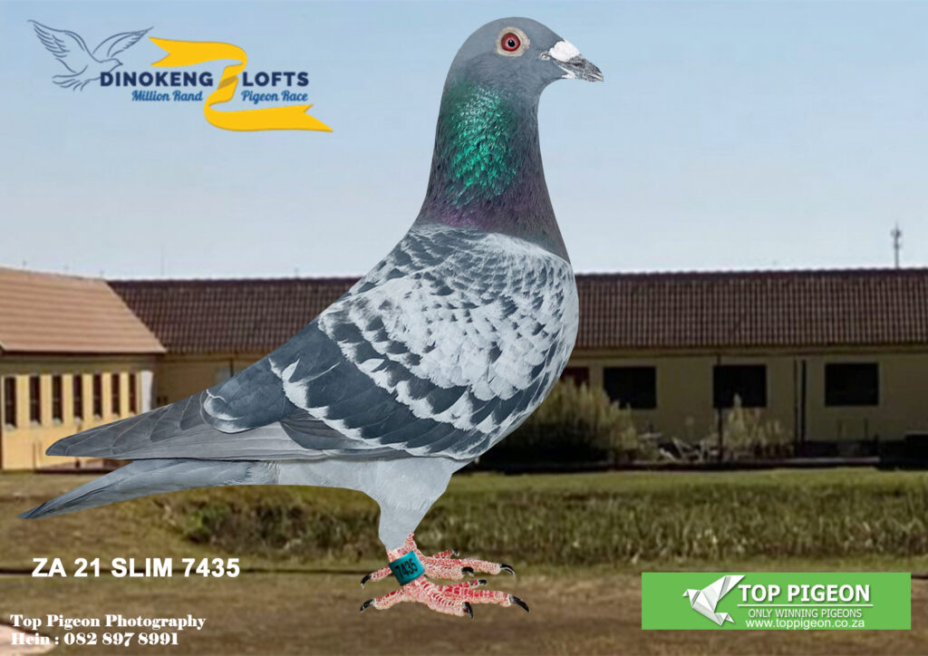 Lot 48 Dinokeng Pre-Bidding-Phala Phala Lofts- ZA SLIM 21 7435 BC C – 137TH MAIN RACE. SEE ...