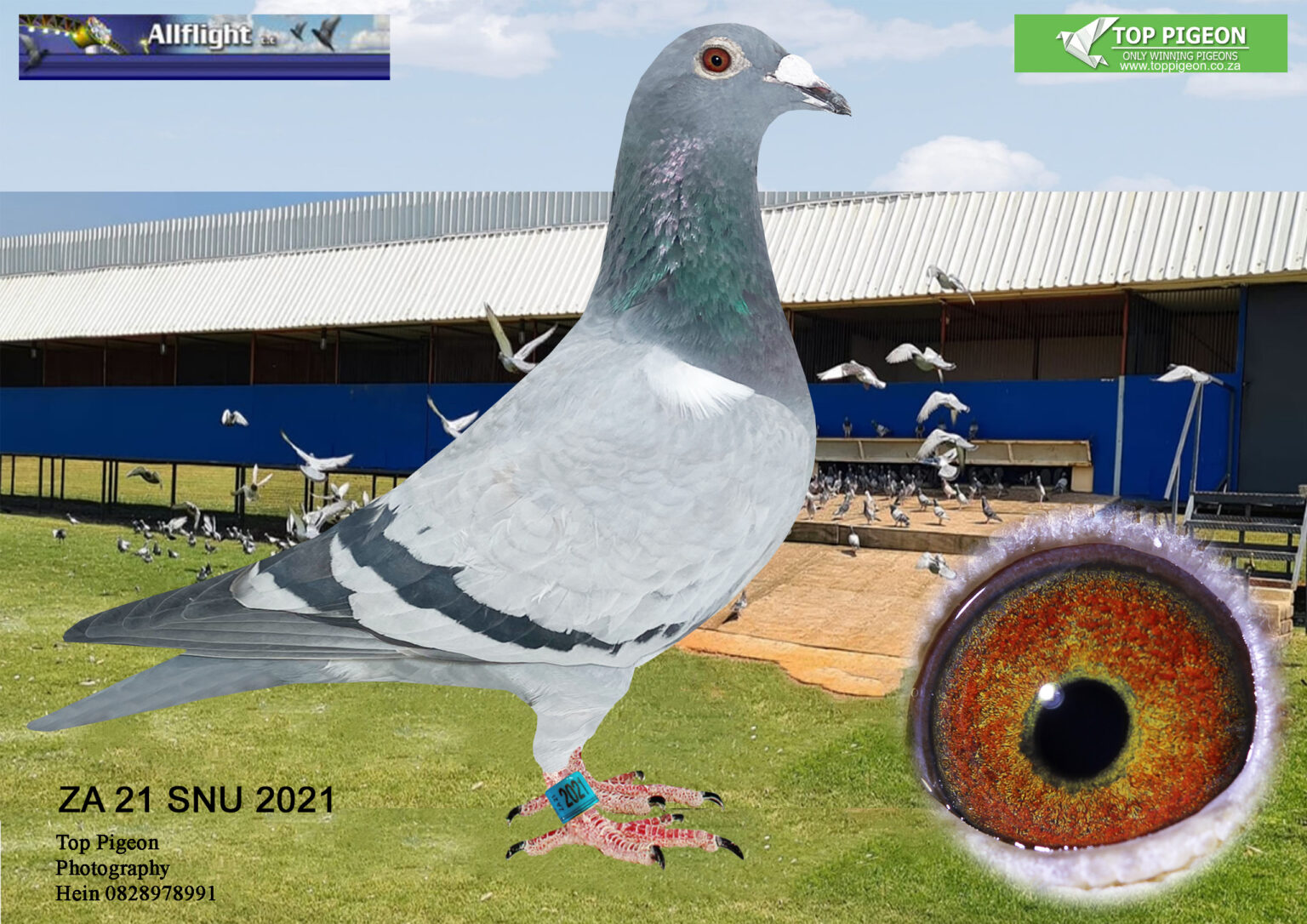 Lot 42 Carnival All Flight Pre-Bidding Pieter Steinman ZA SNU 21 2021 H ...