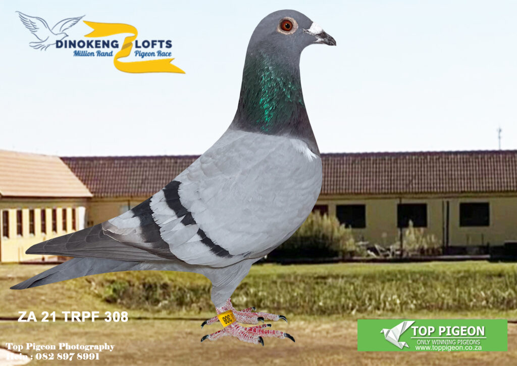 Lot 21 Dinokeng Pre-Bidding-Acton Plunket-ZA TRPF 21 308 BB H – 123 RD ...