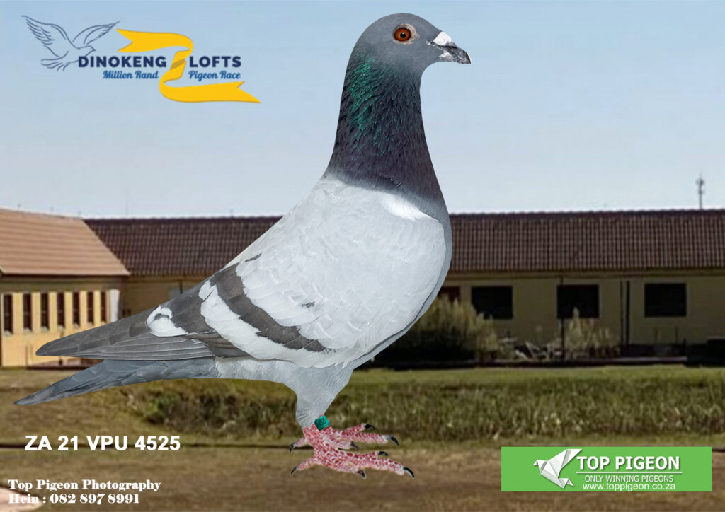 .Lot 7 Dinokeng Pre-Bidding-Out of Africa Lofts-ZA VPU 21 4525 BB OPAL H – “OPAL SURPRISE” 95TH ...