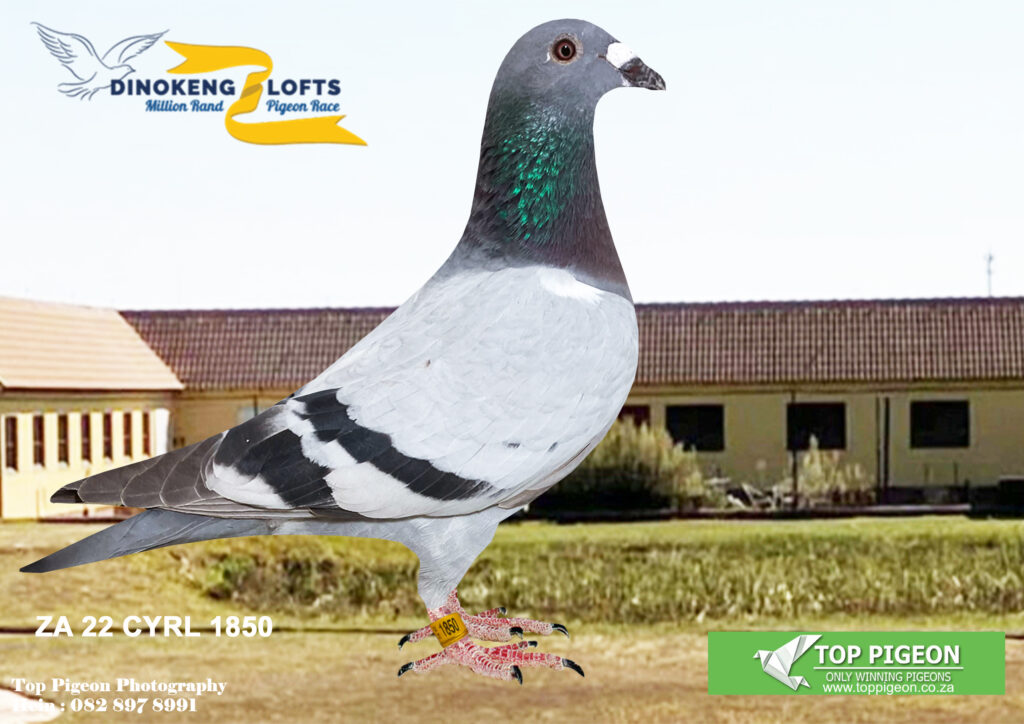 Lot 16 Dinokeng Pre-Bidding-Phala Phala Lofts-ZA CYRIL 2022 1850 BB C – “GEMINI” 68TH MAIN RACE ...