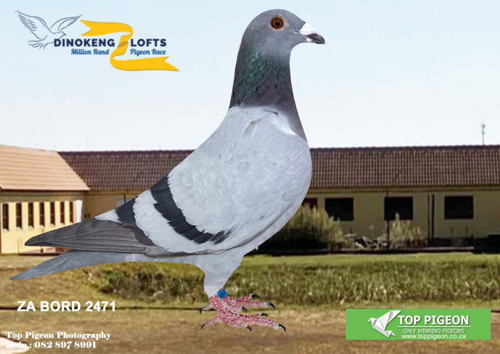 Lot 35 Dinokeng Pre-Bidding-Engelbrecht & Phillips- ZA BORD 21 2471 BB H – 115TH MAIN RACE , 2ND ...
