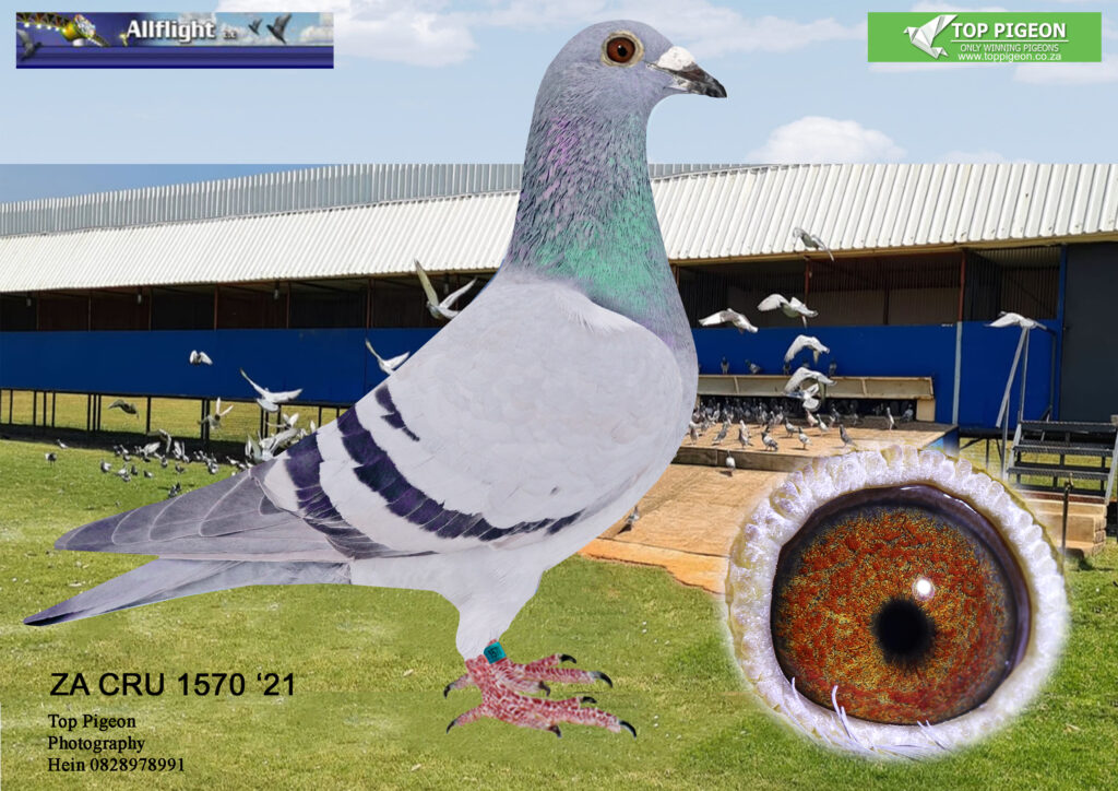 Lot 41 Carnival All Flight Pre-Bidding Dinokeng Lofts ZA CRU 21 1570 H – 79TH MAIN RACE , 100TH ...