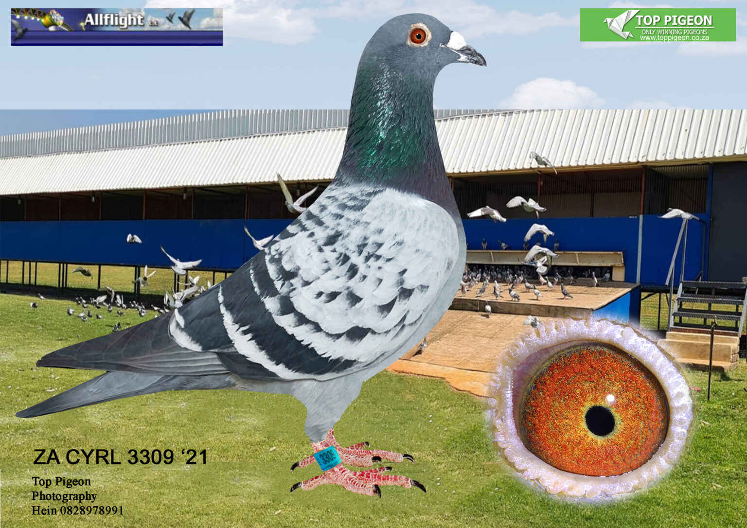 Lot 38 Carnival All Flight Pre-Bidding Quentin Brett De Beer ZA CYRL 21 ...