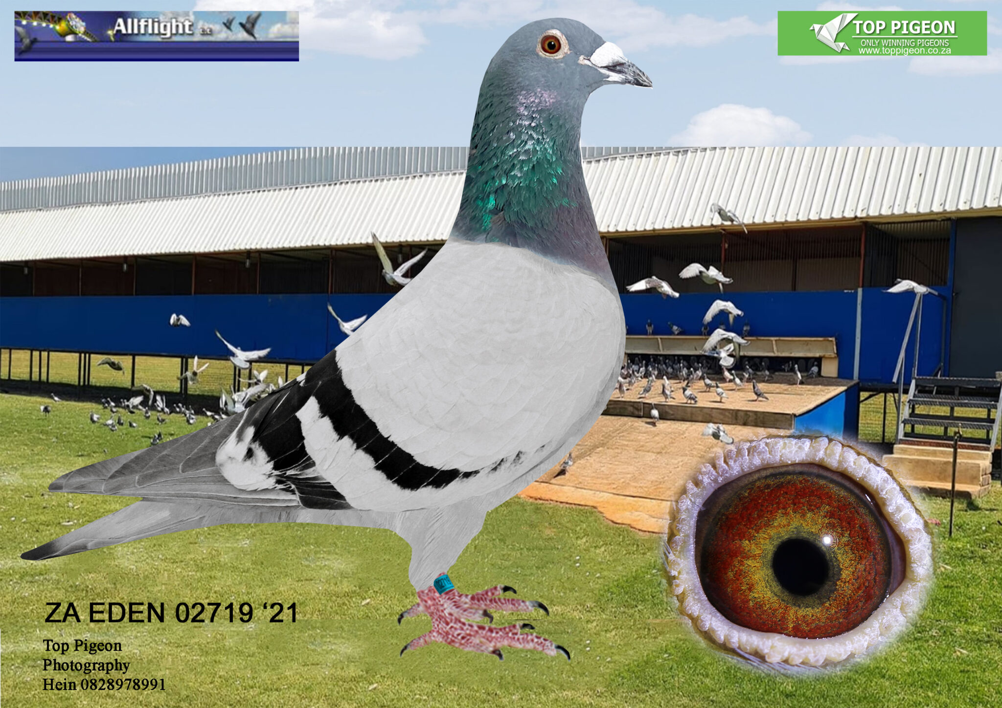 Lot 40 Carnival All Flight Pre-Bidding Lions and Springboks ZA EDEN 21 ...