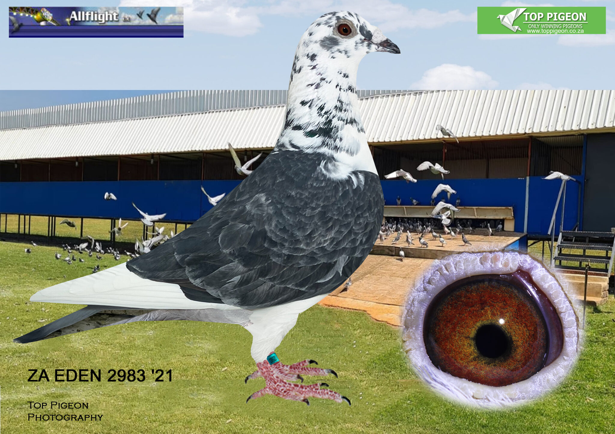 Lot 17 Carnival All Flight Pre-Bidding Lions & Springboks ZA EDEN 21 ...