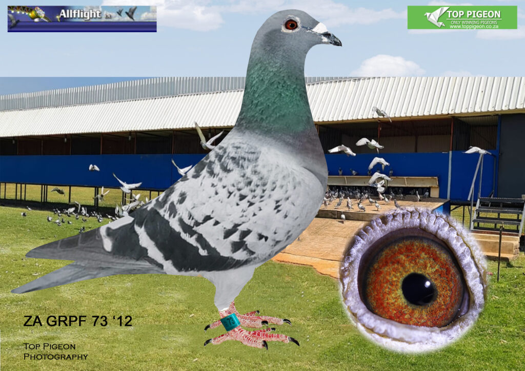 .Lot 9 Carnival All Flight Pre-Bidding Fouche Lofts ZA GRPF 21 73 H – LOT 9 12TH MAIN RACE ...