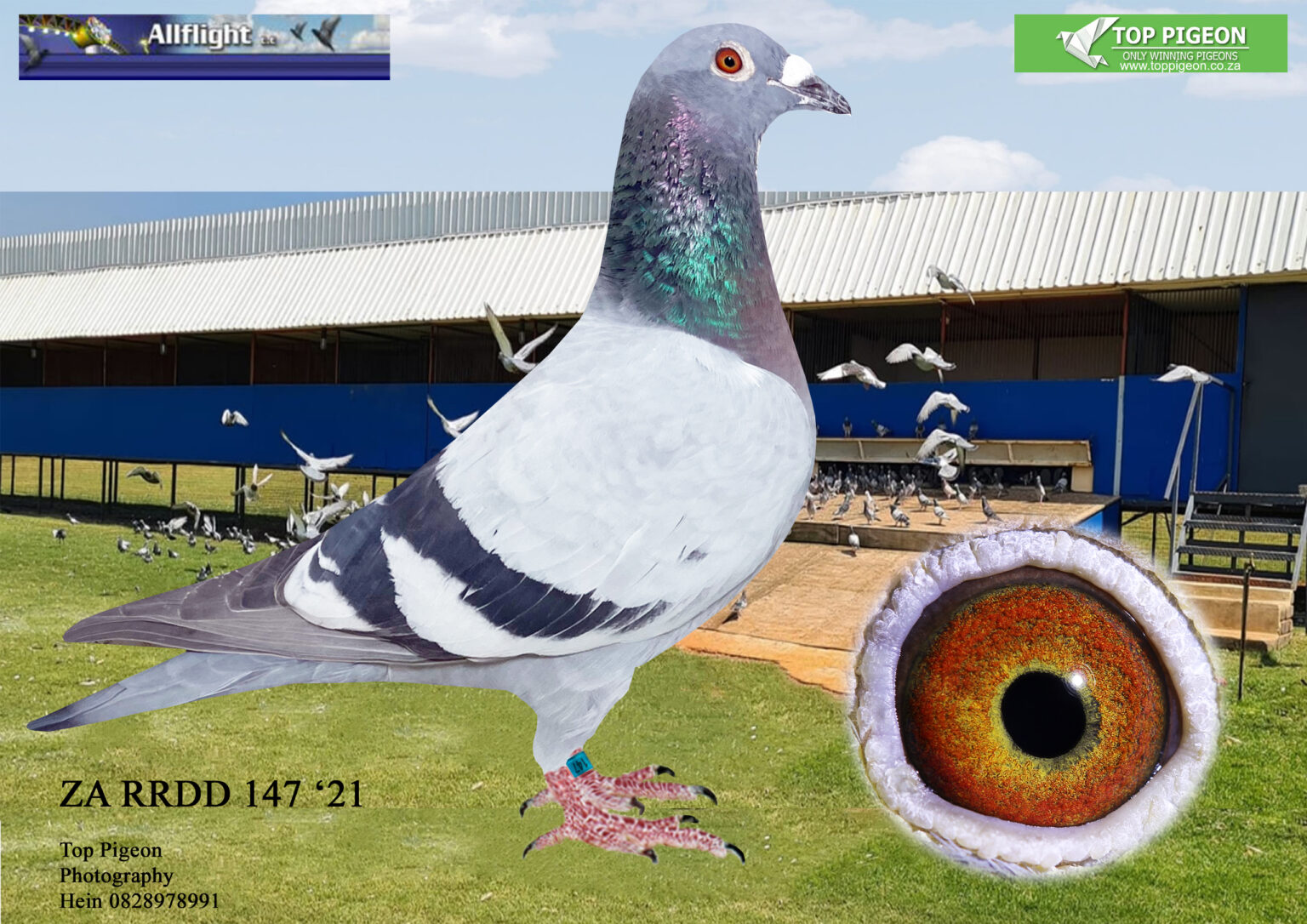 Lot 29 Carnival All Flight Pre-Bidding AMSTON HOKKE ZA RRDD 21 147 H ...