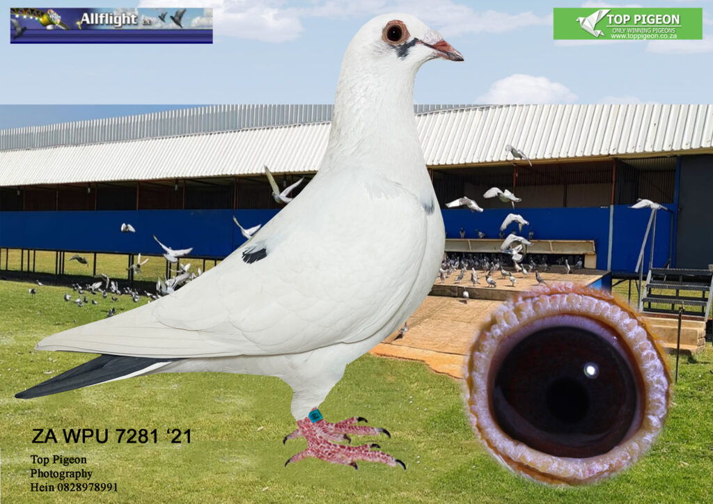 Lot 46 Carnival All Flight Pre-Bidding Against all odds ZA WPU 21 7281 ...