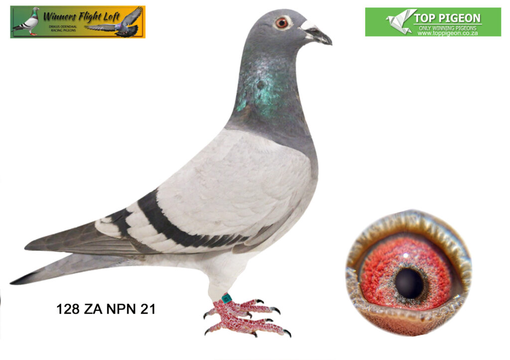 Lot 11 Winners Fligth-Pennington Lofts-ZA 128 NPN 21 BB H – (HALF ...