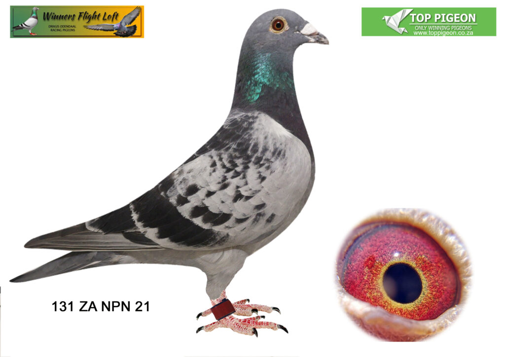 Lot 46 Winners Flight-Pennington Lofts-ZA 131 NPN 21 BC C – BRED BY ...