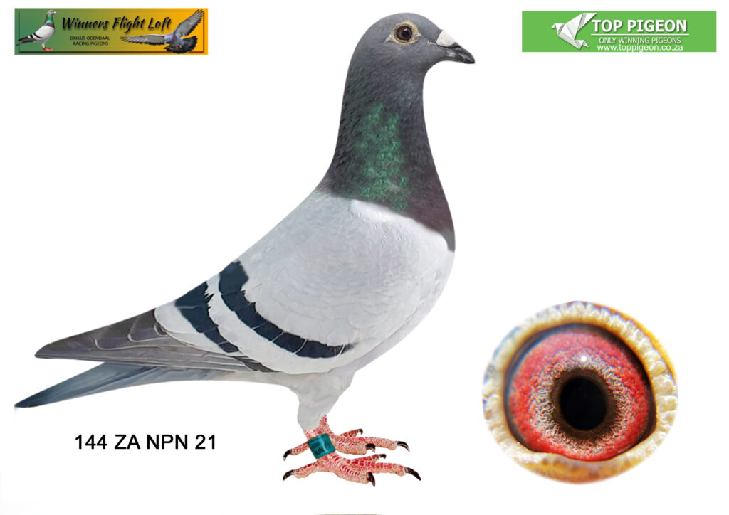 .Lot 6 Winners Flight-Pennington Lofts-ZA 144 NPN 21 BB H – BRED BY PENNINGTON LOFT (CHARLIE ...