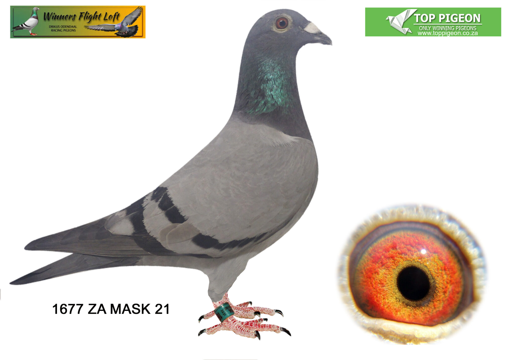 Lot 26 Winners Flight-Tersia Engelbrecht-ZA 1677 MASK 21 BB H – Lot 26 ...