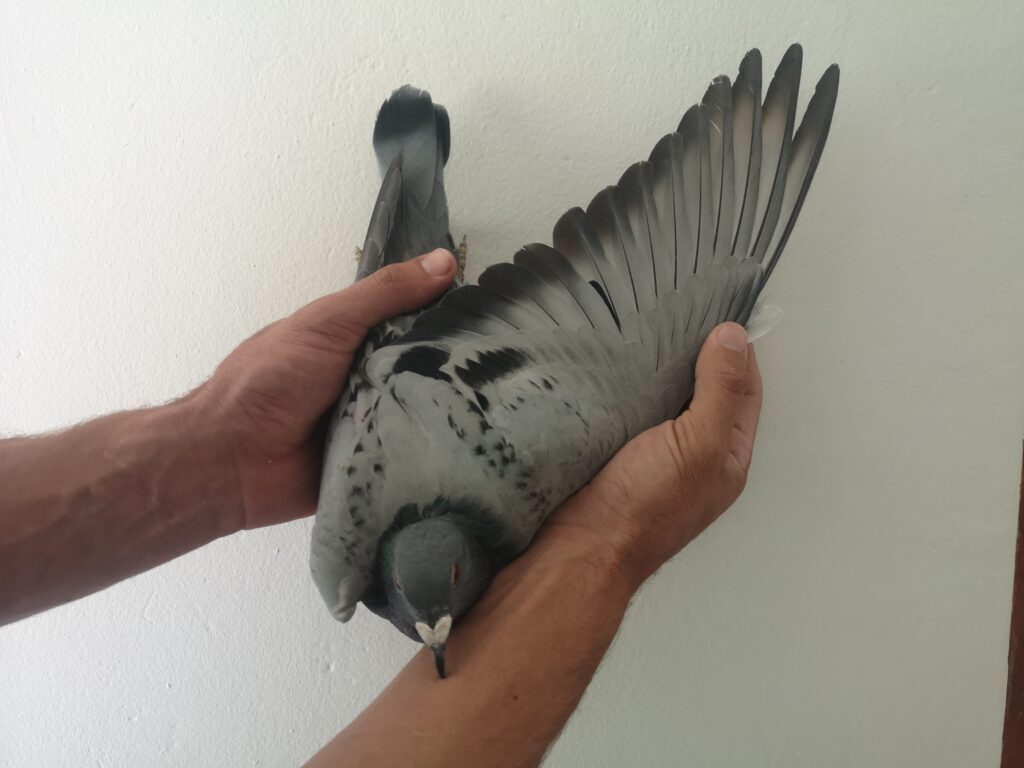 Lot 68 Winners Flight-Oelof Du Plooy-ZA 2024 SANPO 22 BC C – BRED BY ...