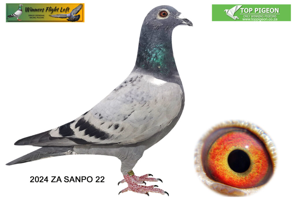 Lot 68 Winners Flight-Oelof Du Plooy-ZA 2024 SANPO 22 BC C – BRED BY OELOF DU PLOOY TEAM DU ...