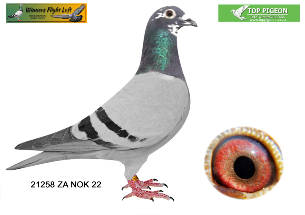 Lot 13 Winners Flight-Bontebok Hokke-ZA 21258 NOK 22 BBP HEN – BRED BY ...