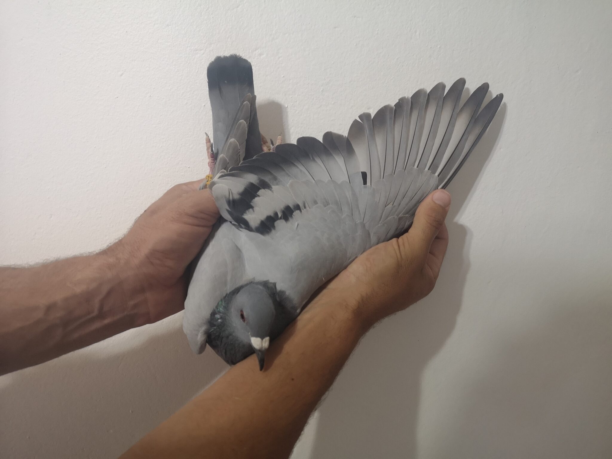 LOT 52 BENEKE LOFTS AUCTION 2 -ZA 2332 MASK 22 BB H – Sire: 12939 ZA ...