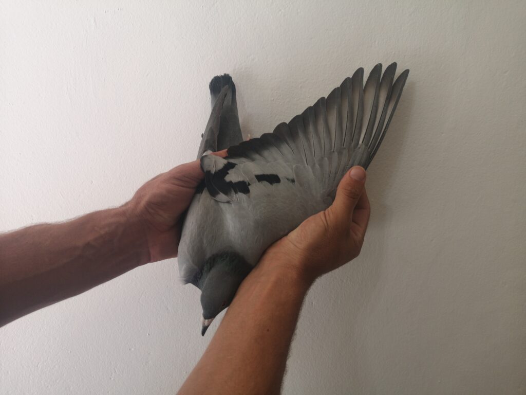 .Lot 8 Winners Flight-Chris Boshoff-ZA 2589 MSHS 21 BB H – BRED BY ...