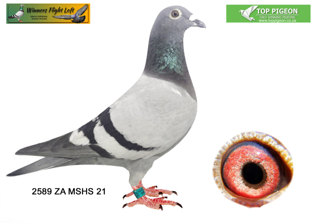 .Lot 8 Winners Flight-Chris Boshoff-ZA 2589 MSHS 21 BB H – BRED BY ...